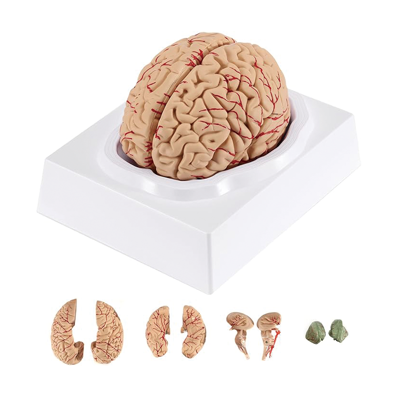 Human Brain Model Anatomy,Medical Teaching Model, Detachable Brain Mod ...